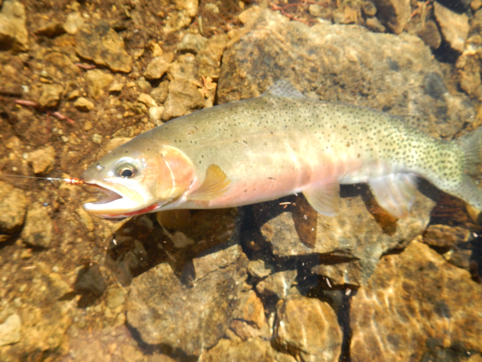 Trashfishing and Funhogging: Deadhead