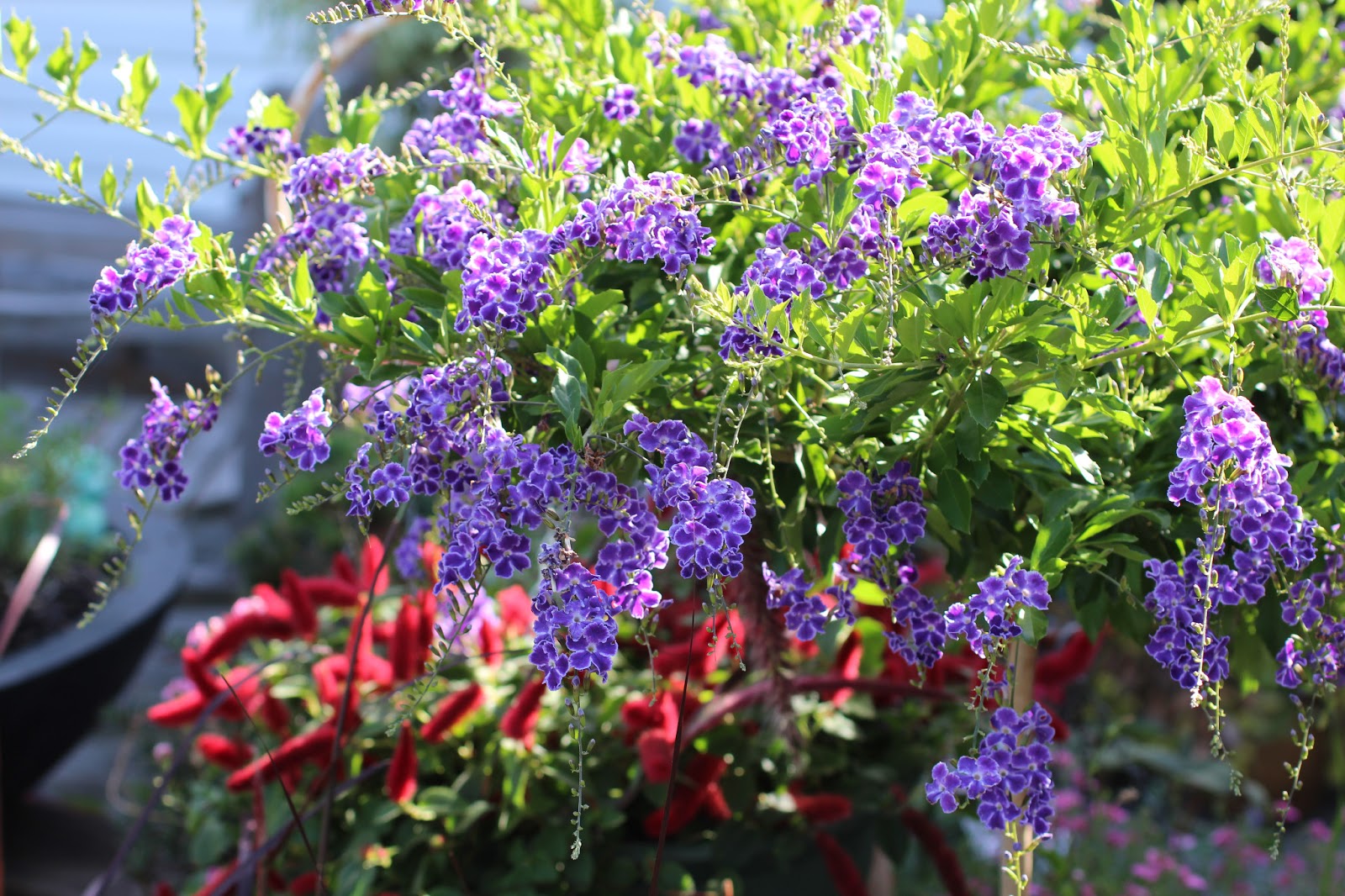 Florez Nursery: Duranta 'Geisha Girl'