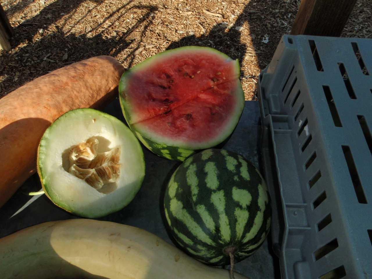 Xtremehorticulture of the Desert: Watermelons can be thumped, turn ...