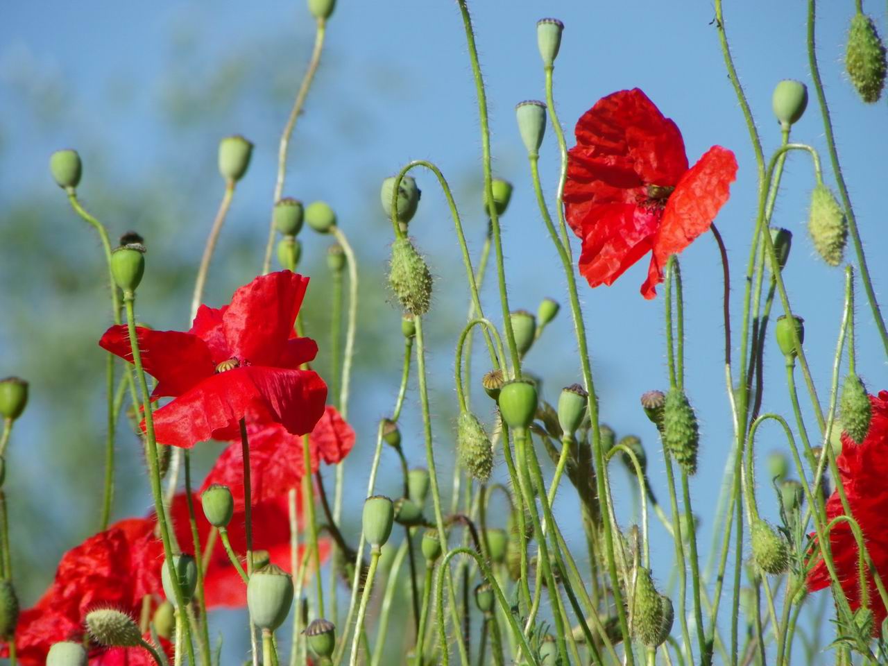 Le coquelicot