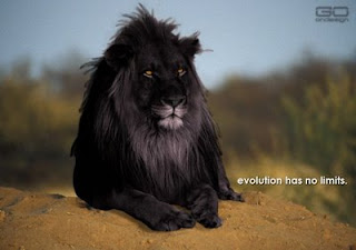 Crónicas del reino animal...: León del Cabo