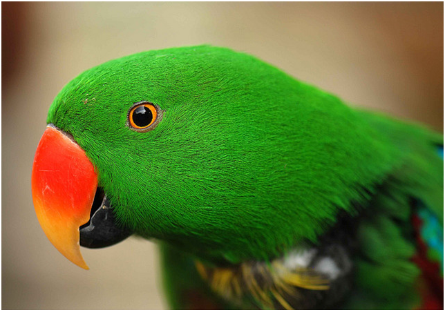 We love Our Bangladesh: Alexandrine Parakeet or Green Parrot (Tiya/Tuta ...