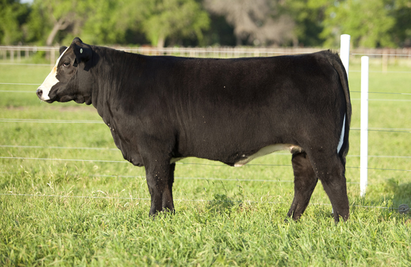 Lautner Farms: Austin Cattle Co Online Sale - April 18th