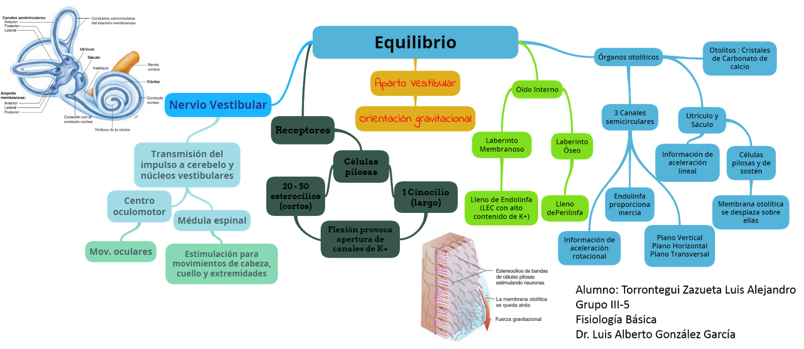 Fisiología Básica: Sentido del Equilibrio