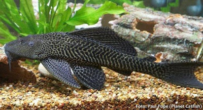 Estudando os peixes: CASCUDO