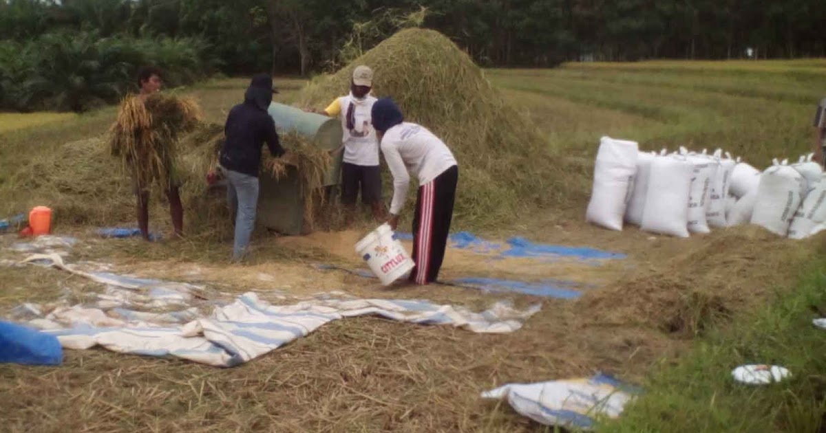 Beberapa Proses Acara Pemanenan Padi Sawah - Berbagai Cara Menanam