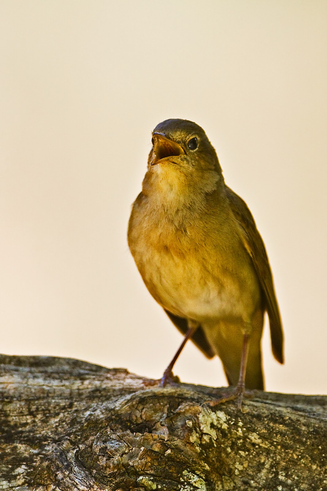 PETER'S PORTFOLIO..............Bird & Wildlife Photography: Nightingale