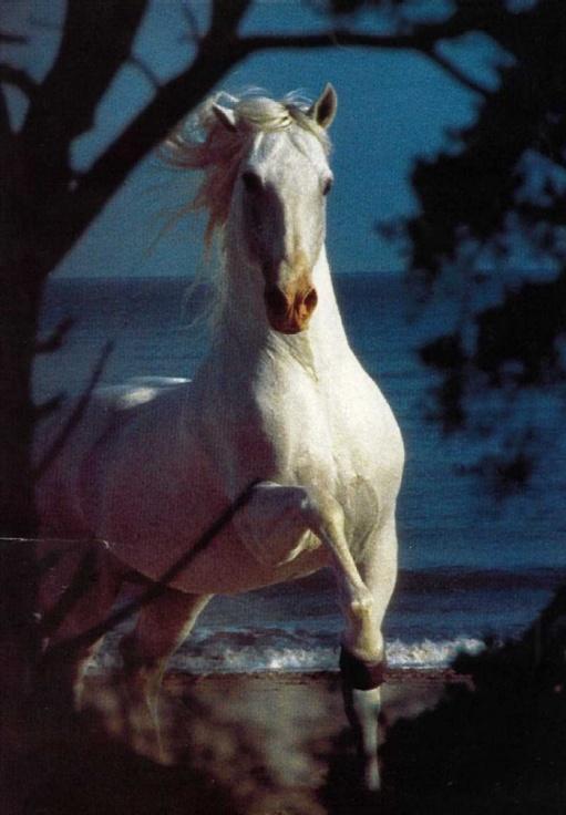 La Via del Tango: Lucille e i suoi mille travestimenti - 3° Capitolo su ...