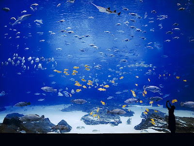 The World's Largest Aquarium