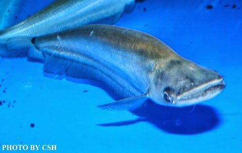 金魚&水族快訊Goldfish & Aquarium Messages: 阿波光月光海象(Kryptopterus apogon ...