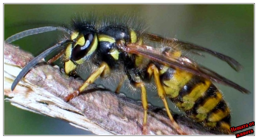 Нещата от живота: Как да помогнем на детето при ужилване от оса.