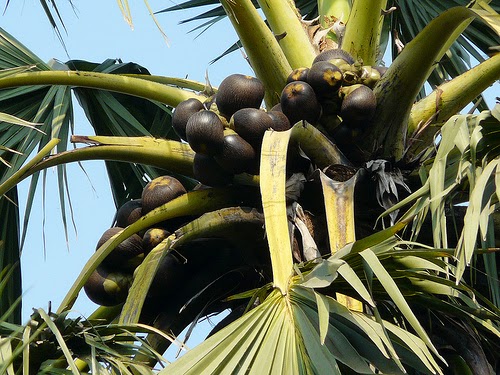 Mengenal Berbagai Manfaat Buah Siwalan bagi Kesehatan