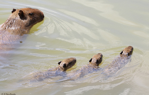 animales contentos: El capibara