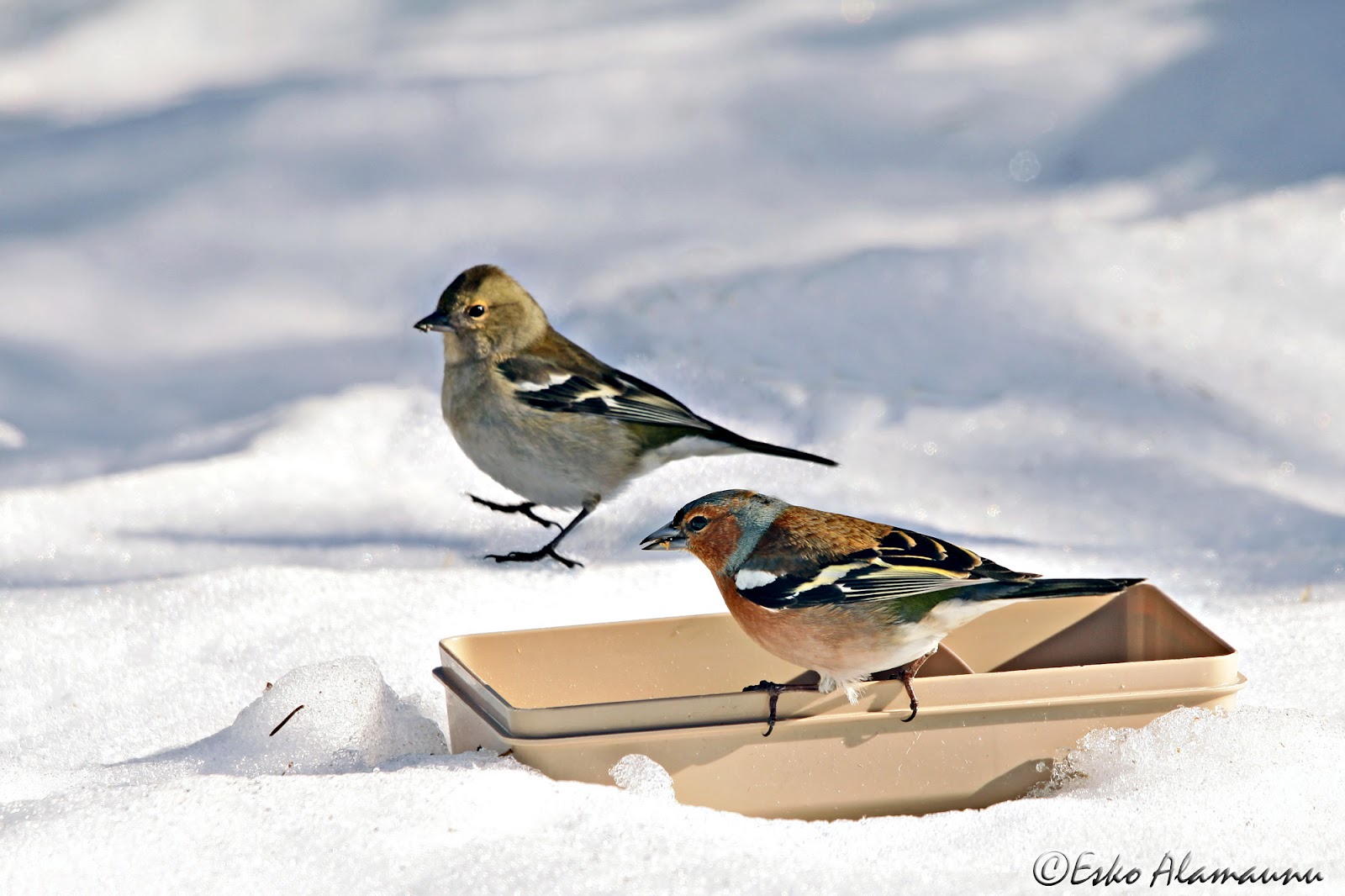Eko-Kuvia: Juhlavieraita...