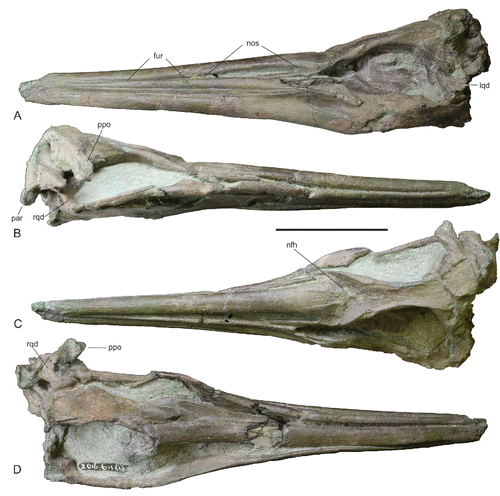 Raptormaniacs: New (Extinct) Maniraptors of 2018