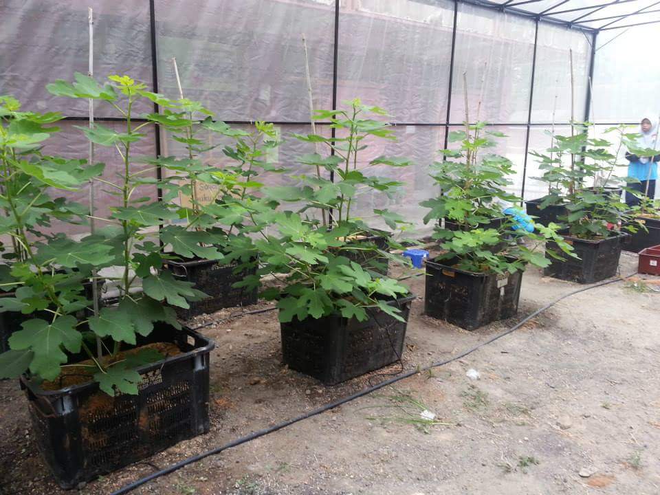 Projek Tanaman Pokok Tin (PPKI): Pokok Tin Semakin Subur