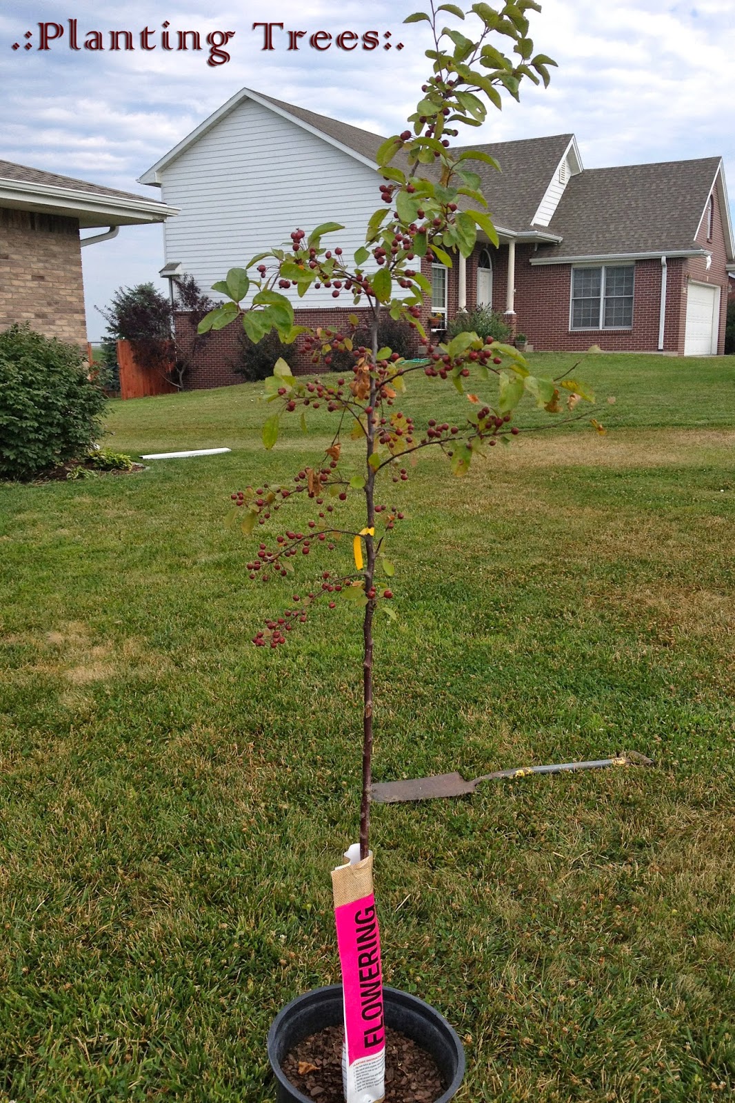 DIY Why Spend More: Planting trees