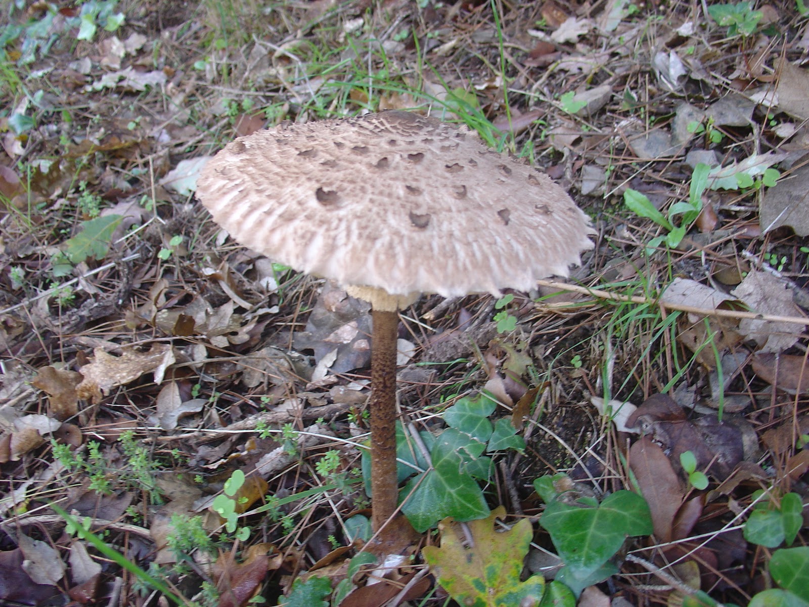 Els Bolets de Corbera