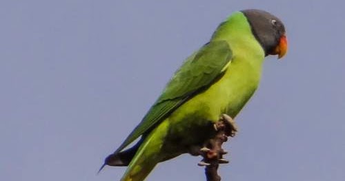 Slaty-headed parakeet | Birds of India | Bird World