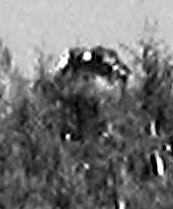 Alien Visitor Evidence