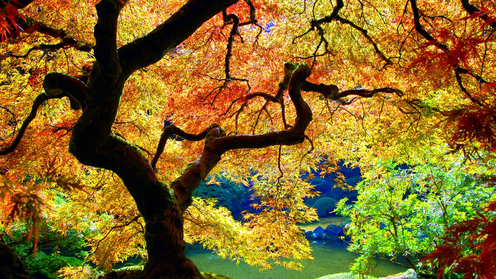 Ghana Rising: "Be like a tree, Stay grounded, Connect with your roots ...