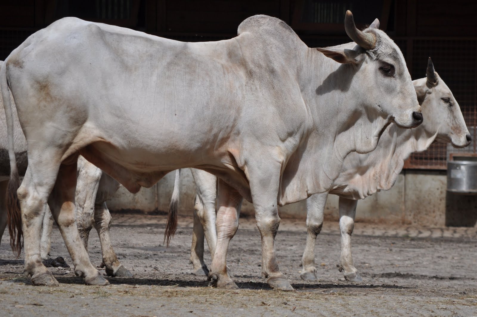 ZOOTOGRAFIANDO (MI COLECCIÓN DE FOTOS DE ANIMALES): TORO, VACA, BUEY ...