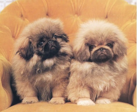 Todo Sobre Perros: Pequinés