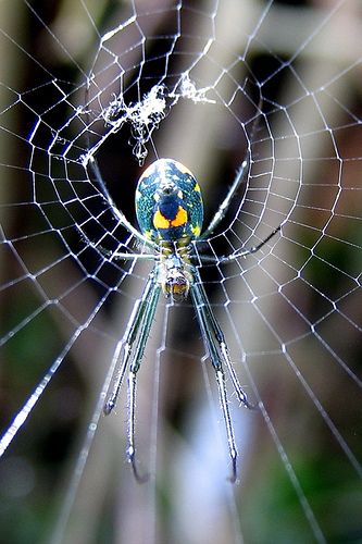 A group of the finest and most beautiful rare spiders | TOOOPIC