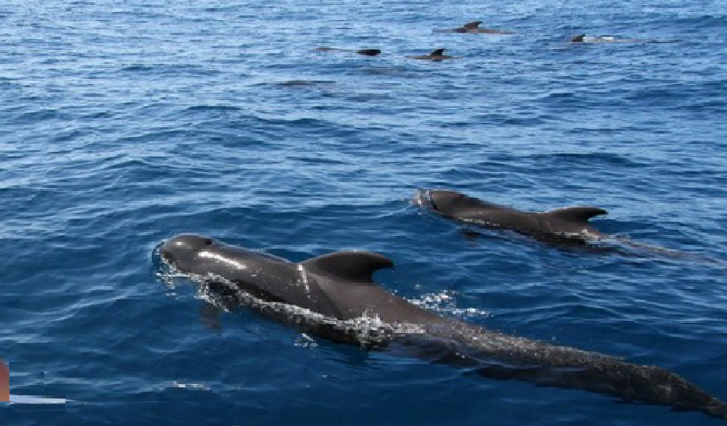 ÉRIKA MODA: CALDERÓN COMÚN Y TROPICAL (Globicephala melas y macrorhynchus)