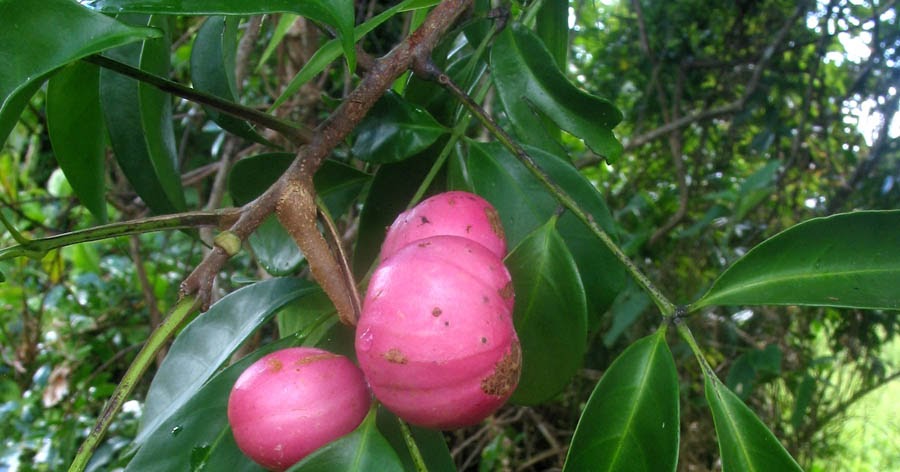 -a little art from Adinda-: Flora dan fauna di pulau bali