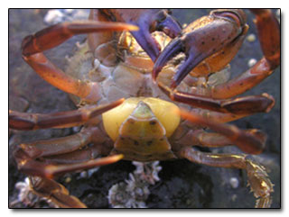 The Most Horrifying Parasites on Earth ~ Most of The Most