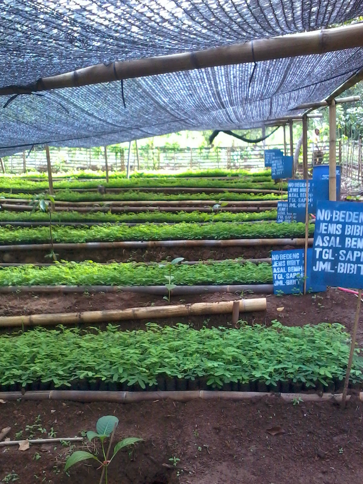 KBR (Kebun Bibit Rakyat)