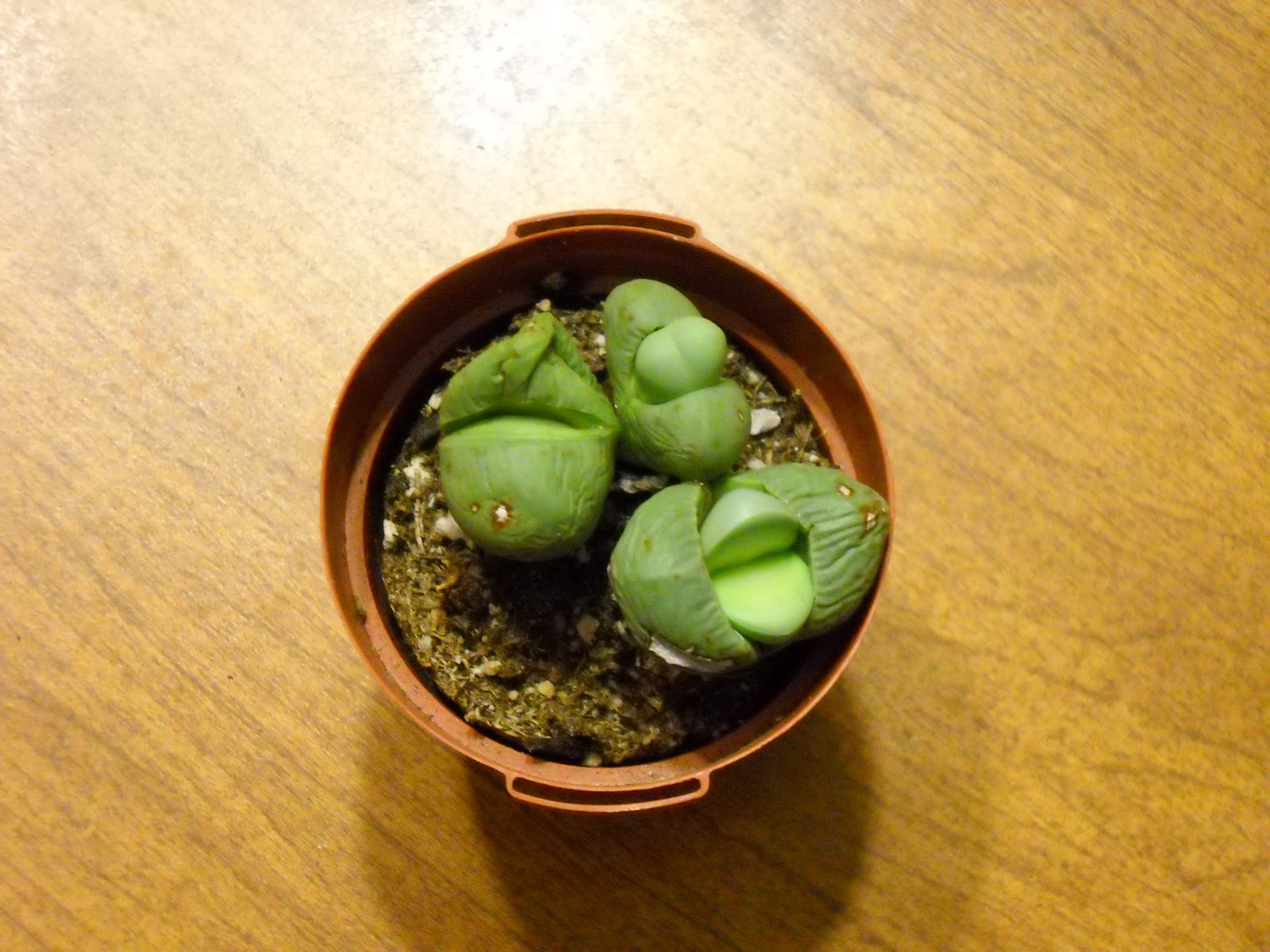 Gold Hill Plant Farm: Lithops- Living Stones