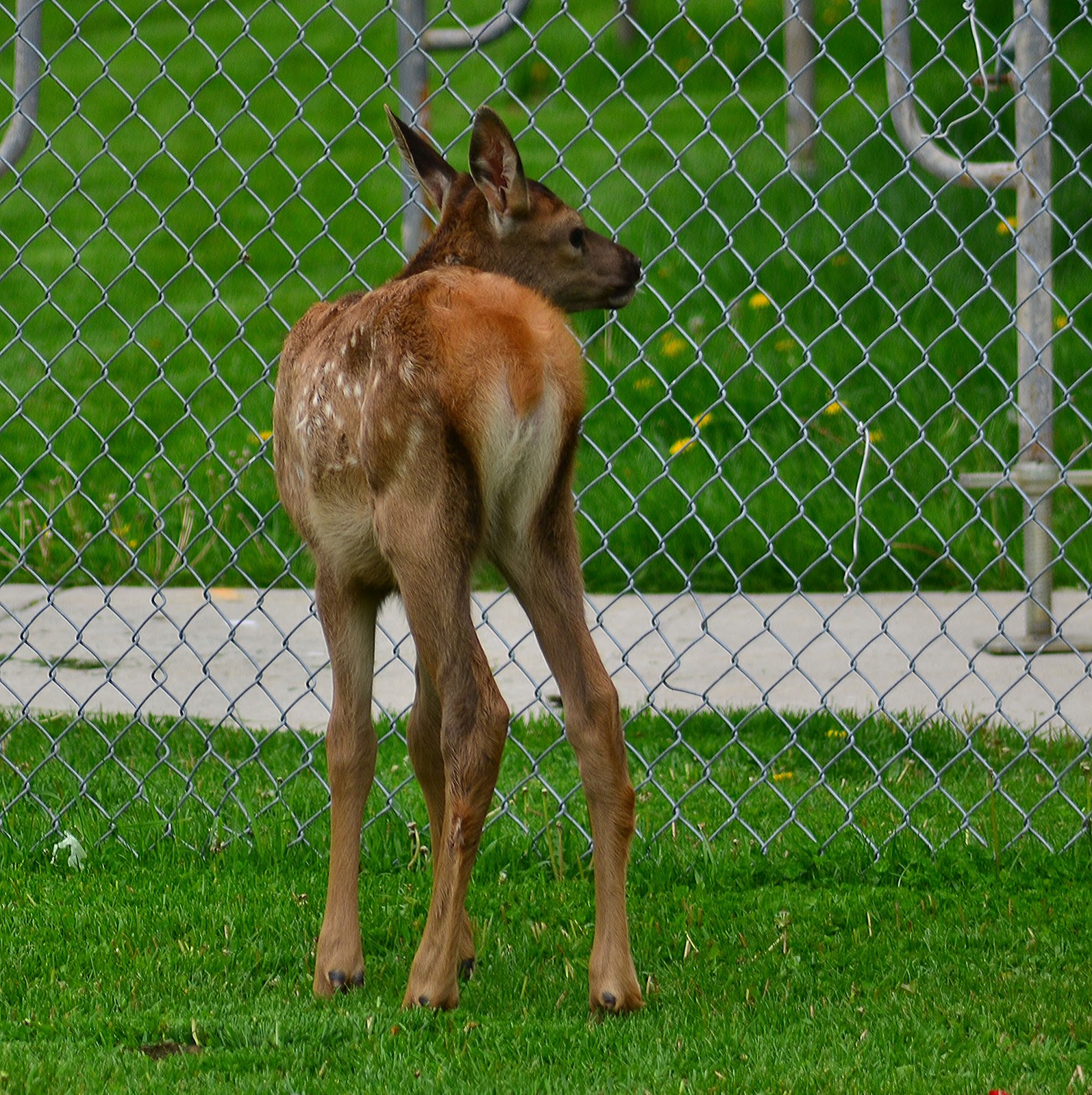 Putah Creek Photo: Baby Bear Cubs, Baby Elk, An Elusive Bull Snake And ...