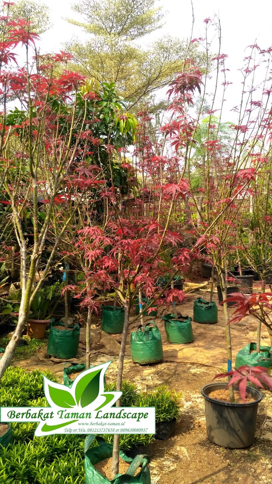 Jual Pohon Maple Merah Murah - Tukang Taman Minimalis Murah Dan Jual ...