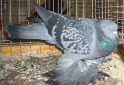 German Beak Crested Trumpeter | BD PIGEONS