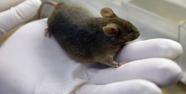 Cientistas clonam rato a partir de gota de sangue