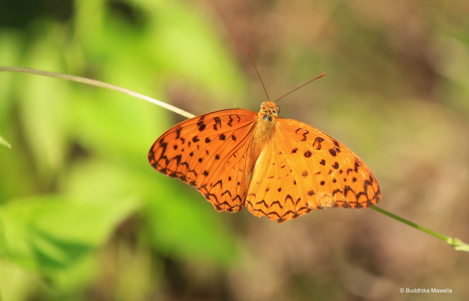 Lanka Nature Summary: Common Leopard butterfly (Phalanta phalantha)