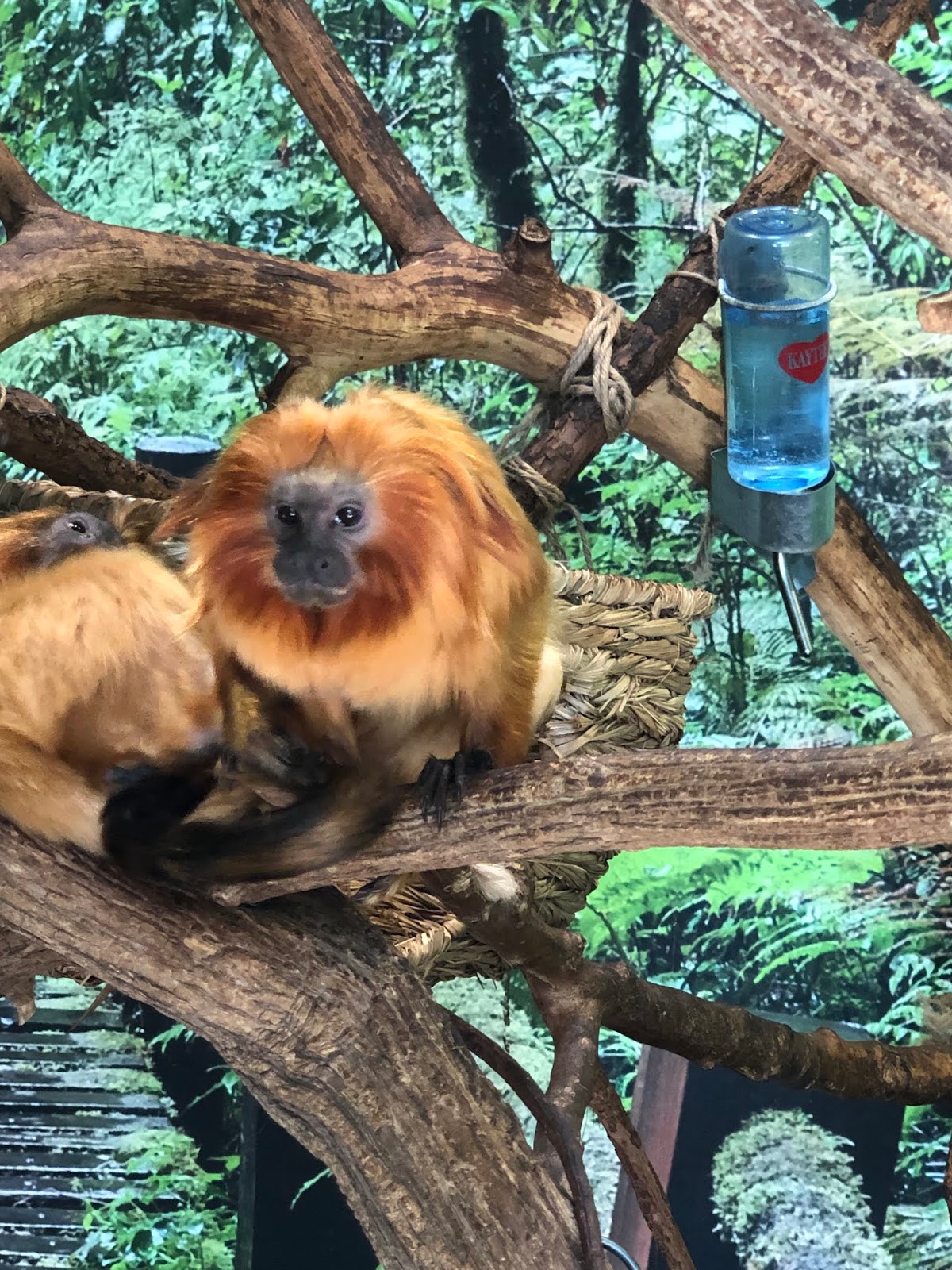 Abundant Family Living: The Chattanooga Zoo