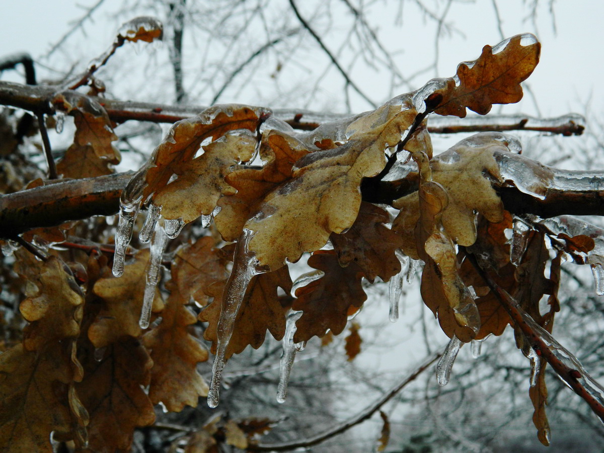 LA MULTI ANI, ROMANIA!: Frunze de stejar inghetate