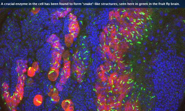 Micro "Snakes" Discovered In Human Cells And Many Other Different ...