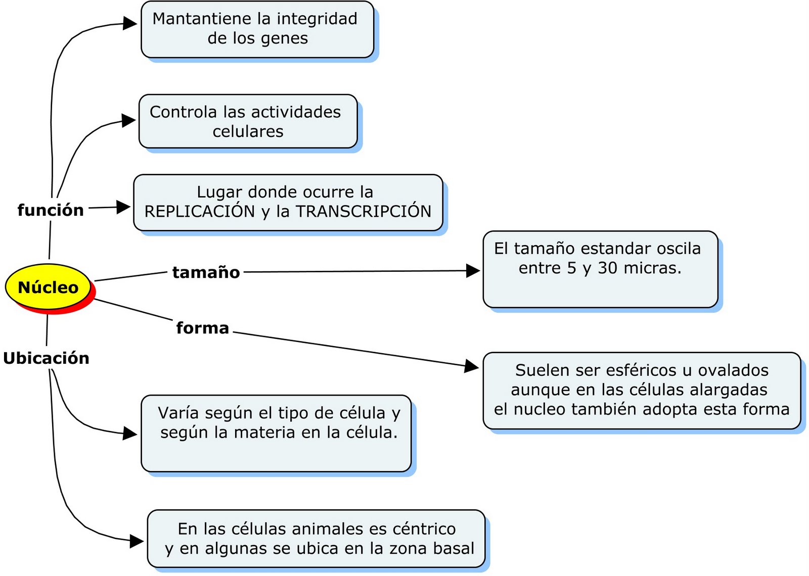 Mapa Conceptual Del Nucleo Celular