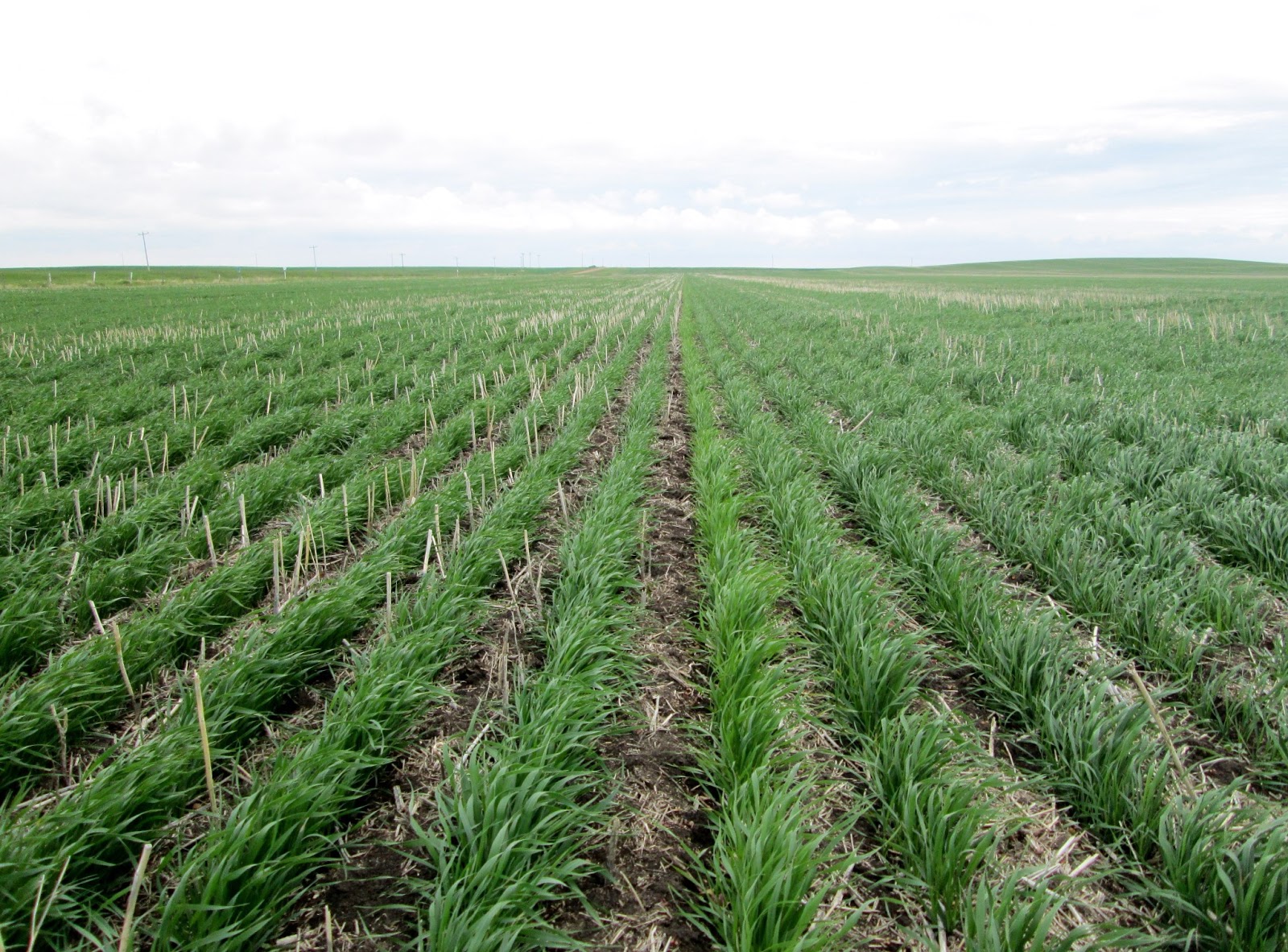 A Precise Journey: Controlled Traffic Farming and Interrow Seeding in ...