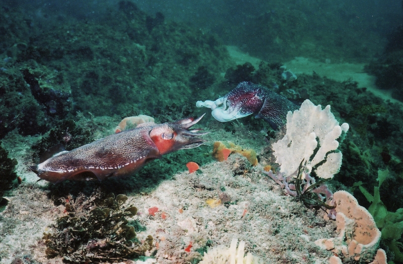 AQUATICHYK: GIANT CUTTLEFISH / Sepia apama