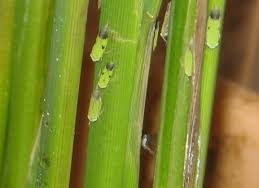 Inilah 4 Jenis Hama Wereng Yang Sering Menyerang Tanaman Padi Gagal ...