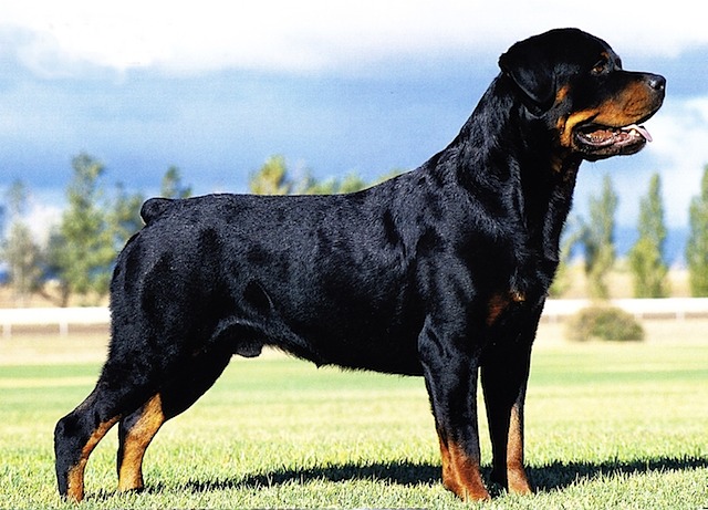 Thor - Um Rottweiler em nossas vidas!!!!: Caracteristicas da raça ...