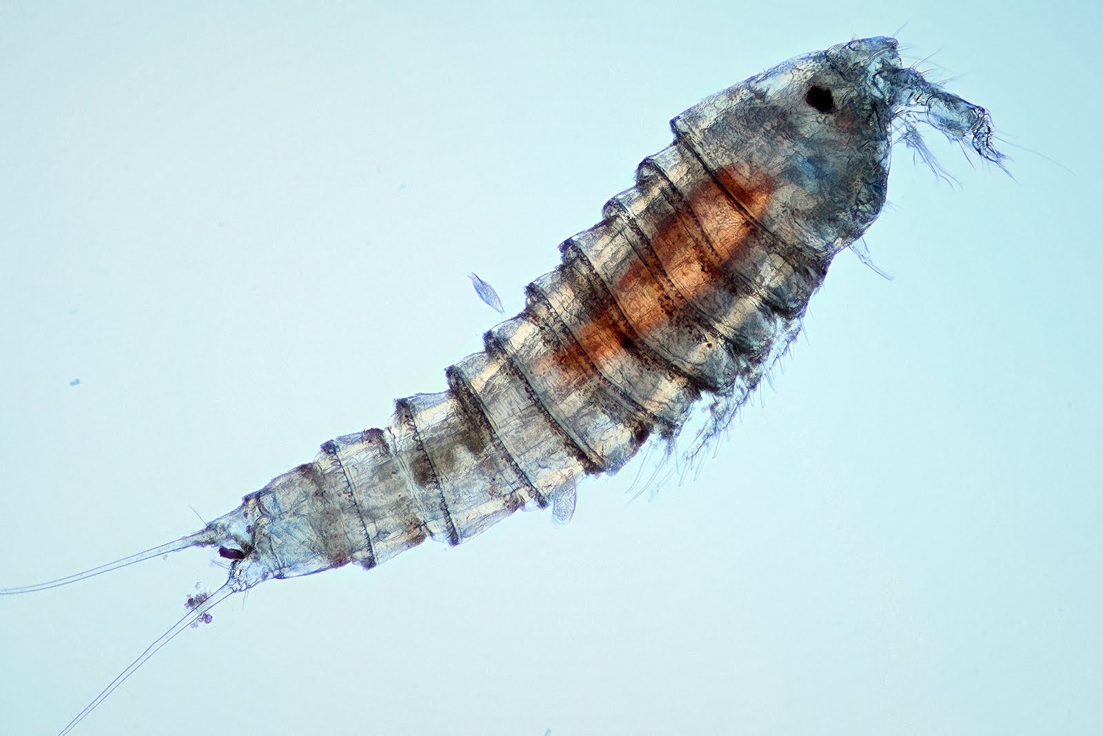 Rafael Microfauna Marina: Benthic Copepod (Harpacticoida)