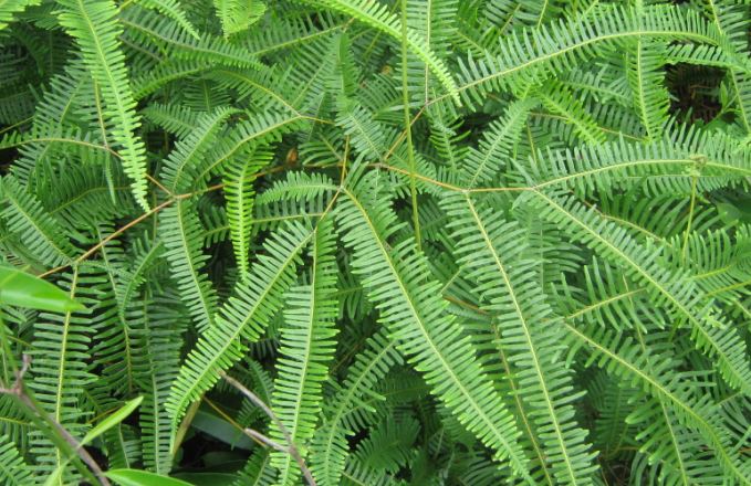 GEOGRAFI LINGKUNGAN: PAKIS : TANAMAN DI LANTAI HUTAN