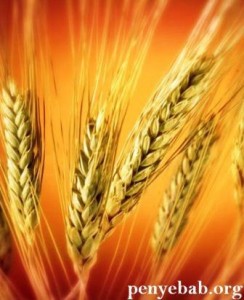 GANDUM: KLASIFIKASI GANDUM