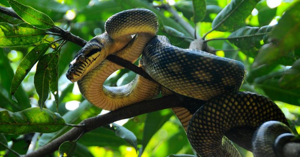 Ular Asli Indonesia: Morelia amethistina